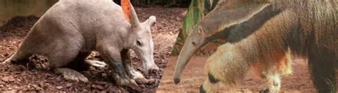 Aardvark Vs Anteater Similarities And Differences Explained