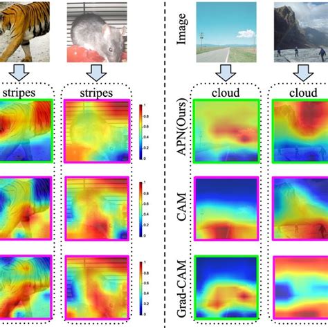 Part And Attribute Localization On Cub Left Attention Maps For Each Download Scientific