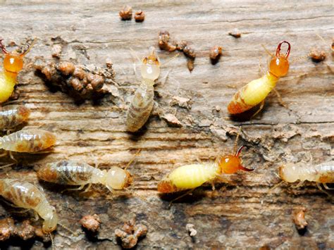 Termite Extermination Lafayette La Paradigm Pest Llc