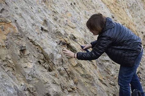 ხარაგაულში 100 მილიონი წლის წინანდელი ნამარხი თავფეხიანი მოლუსკები აღმოაჩინეს Kvira Ge