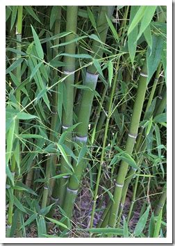 Bamboo In Sacramentos Capitol Park