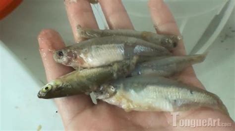 All About Vomit Snot And Spit Femdom Lesbian Deepthroat Page 14