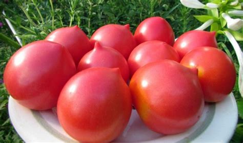 Томат Персик: характеристика и описание сорта, фото, отзывы