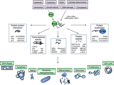 Regulation Of Cellular Processes By Pin1 Dependent Modification Of Key