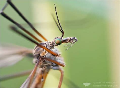 The Giant Fake Mosquito” Periérgeia