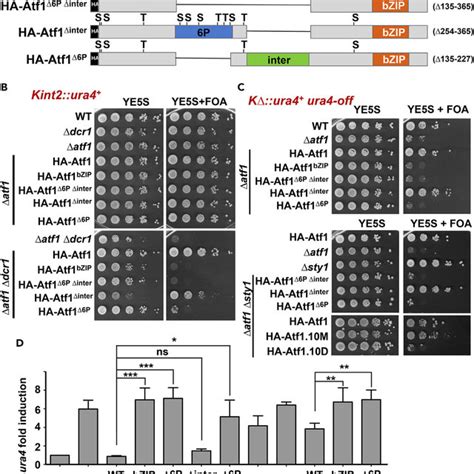 Deletion Of The 6p Domain In Atf1 Blocks Its Heterochromatin Assembly