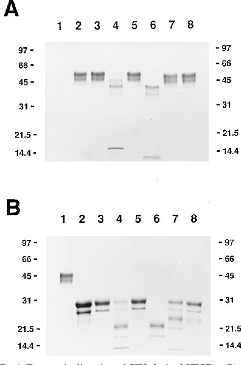 Figure 2 From The Carboxyl Terminal Domain111165 Of Vascular