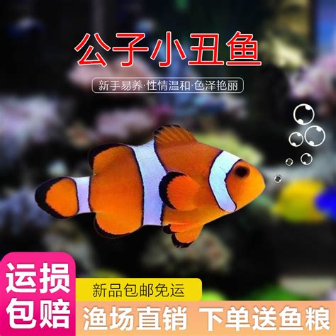 泰国斗鱼专用1mm高蛋白饲料观赏鱼热带鱼高蛋白饲料50ml不浑水 虎窝淘
