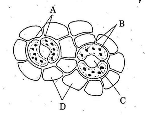 The Following Figure Shows The Stomatal Apparatus Identify The Parts Labelled As A B C And D