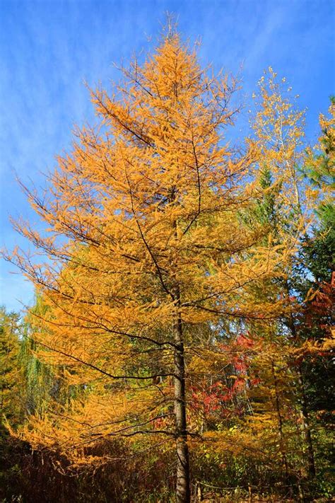 How To Grow And Care For Larch Trees Gardeners Path