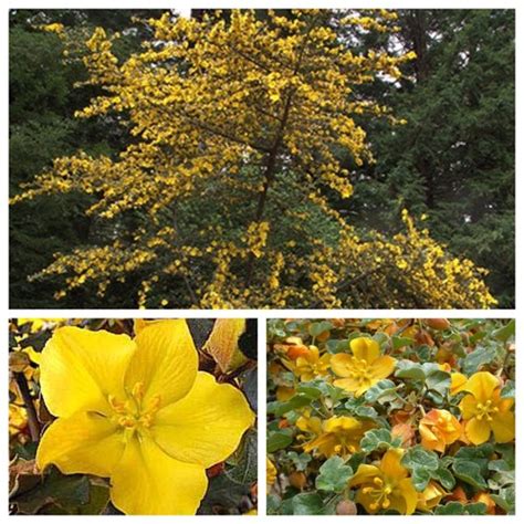 Quiz 2 Plant Recognition Flashcards Quizlet
