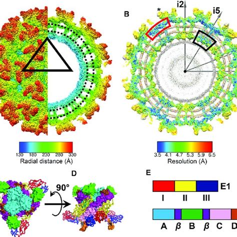 Cryo Em Maps Of Eeev Fab Complexes The Fabs Are Bound To E2 Domains A Download Scientific