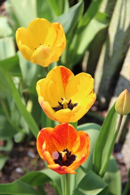 Tulipanes Amarillos Y Rojos Creciendo En Fila En Un Macizo De Flores