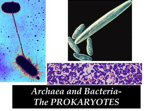 Ppt Archaea And Bacteria The Prokaryotes Powerpoint Presentation Free Download Id 2978783
