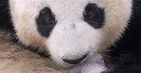 이만큼 자랐어요…푸바오 동생 쌍둥이 판다 생후 12일 차 근황 공개