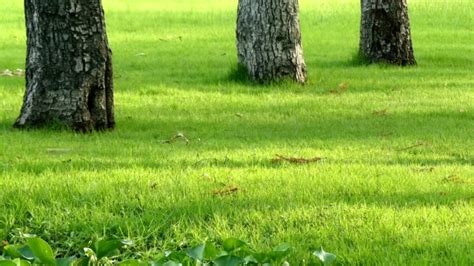 290 Grass Tree Trunk Stock Videos Footage And 4k Video Clips Getty Images