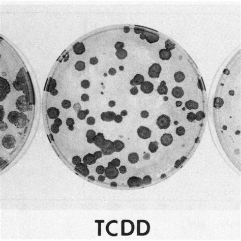 Sensitivity Of Rat Mammary Epithelial Cells Download Scientific Diagram