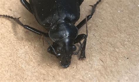 החיפושיות השחורות שתוקפות את רחבי הארץ אינן מסוכנות לאדם מעריב