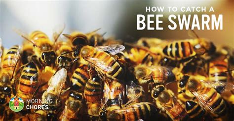 How To Catch A Swarm Of Bees Safely And Get Bees For Free