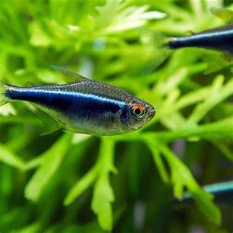 Can Black Neon Tetras Breed With Neon Tetras Diy Seattle