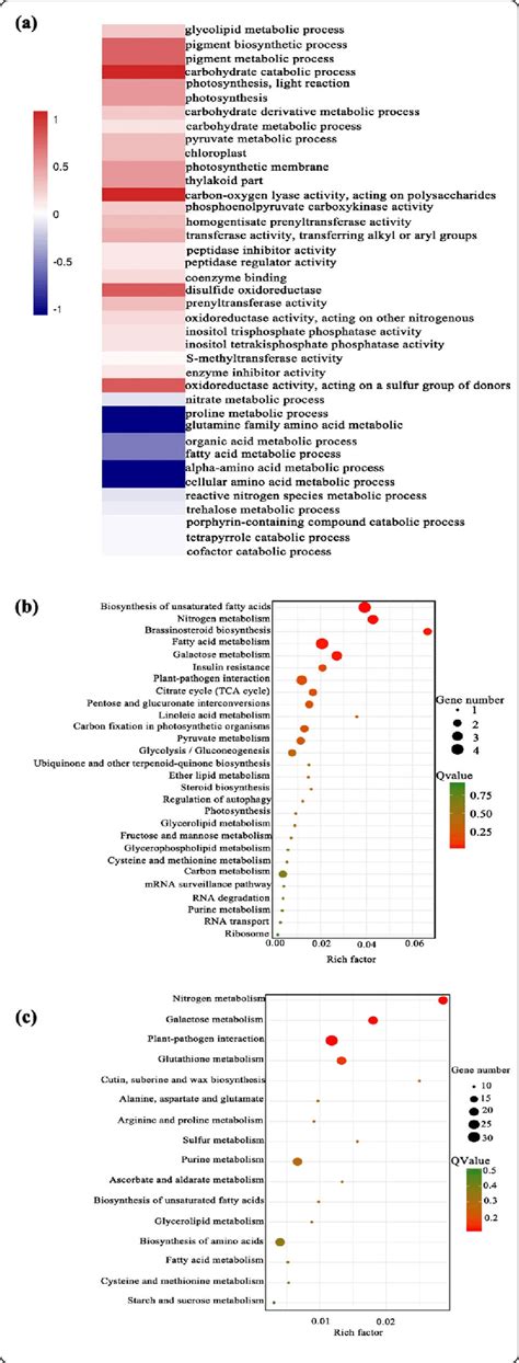 Functional Annotation And Enrichment Analysis Of Common Differentially