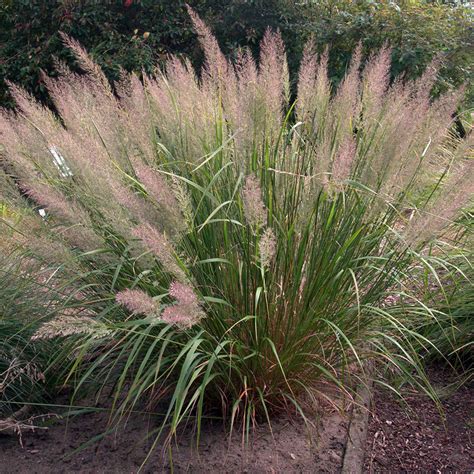 Feather Reed Grass Uses At Dennis Harrison Blog