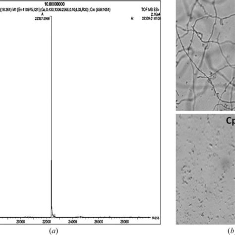 Confirmation Of The Purity And Activity Of The Sample A The Mass