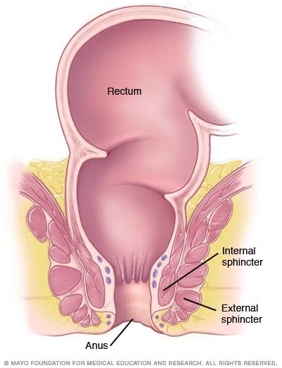 Bowel Function Mayo Clinic