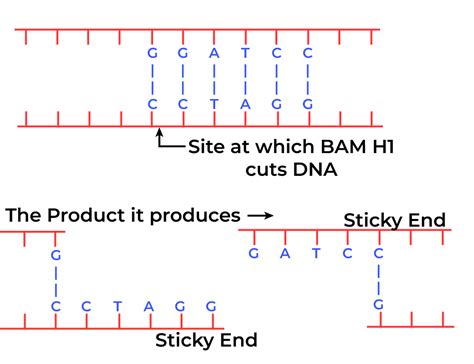 Ncert Solutions Class 12 Chapter 9 Biotechnology Principles And Processes Geeksforgeeks