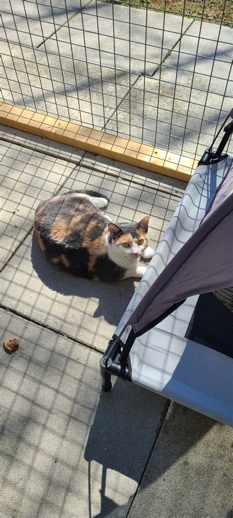 Ariel Team Cat Rescue