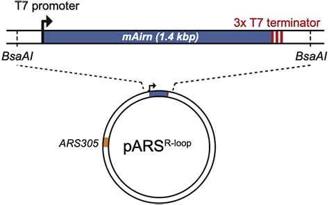 Cell Press Star Protocols