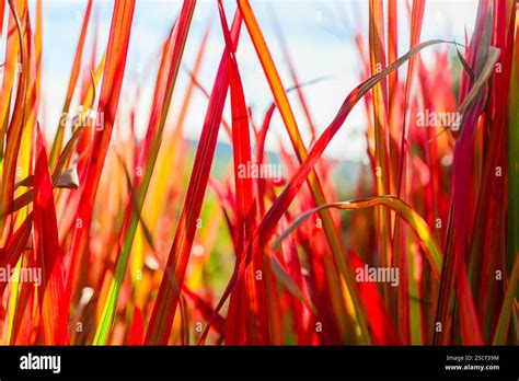 Imperata Cylindrica Red Baronvibrant Red Grass Blades In Natural Light