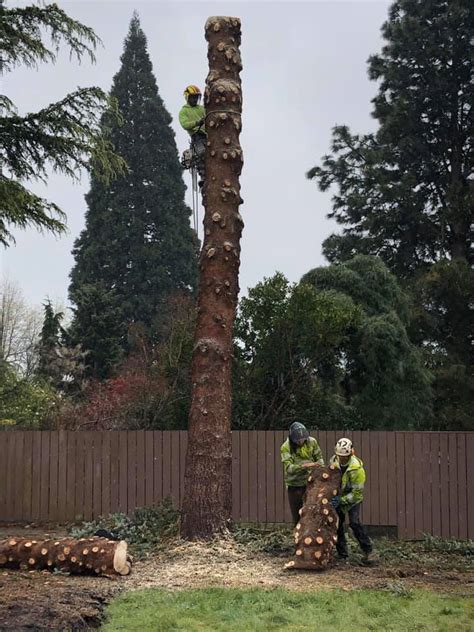 Gallery View Our Tacoma Tree Service Processes