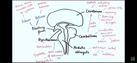Structure And Function Of The Brain Flashcards Quizlet