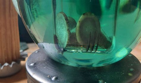 Edible Wild Food Blog Burdock Root Tea Benefits