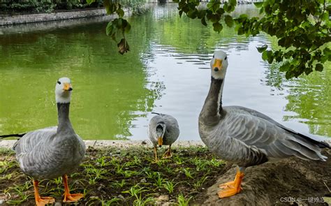 使用flask快速搭建轻量级web应用【第127篇—flask】