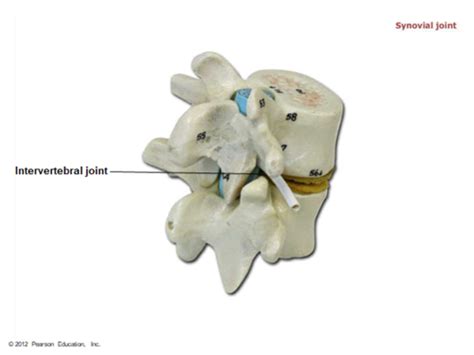 Joints Models Flashcards Quizlet