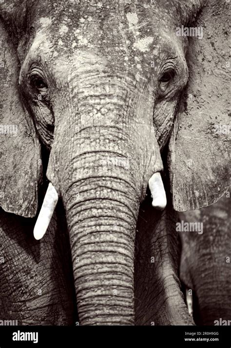 Botswana Africa Chobe National Park And Game Reserve Bull Elephant