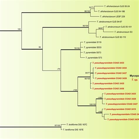 Colony Characteristics Of The New Trichoderma Species On Pda Cmd And Download Scientific