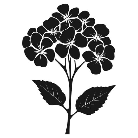 Premium Vector A Hydrangea Flower Vector Silhouette Isolated On A