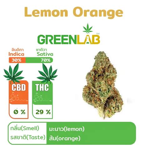 Buy Lemon Orange Online At Best Price In Thailand Thaigreenlab Shop
