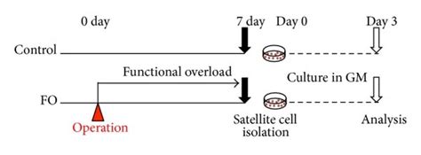 Satellite Cell Activation And Proliferation Following Functional Download Scientific Diagram
