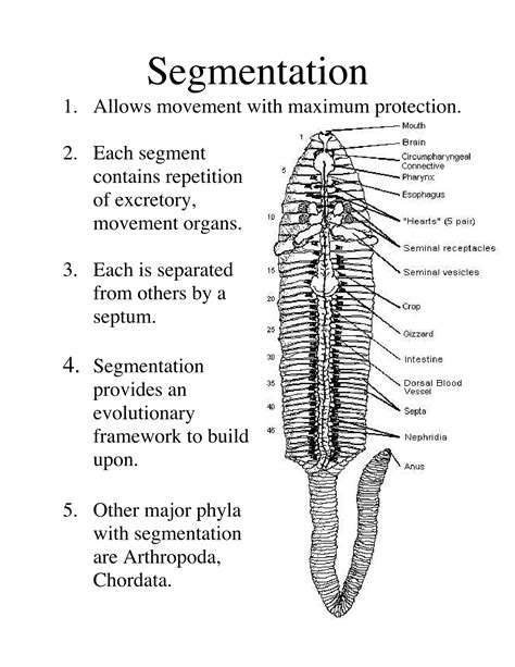 Annelids Characteristics