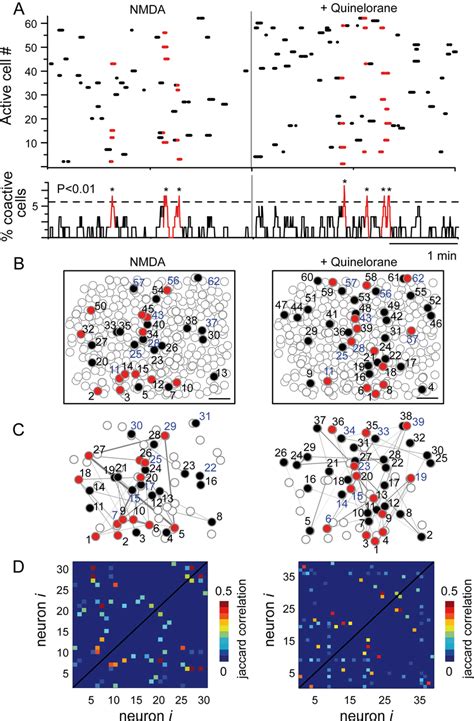D 2 Class Receptor Modulation Of Striatal Microcircuit Activity A Download Scientific Diagram