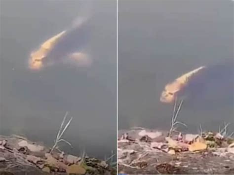 Watch This Weird ‘human Faced Fish Is Creeping Out The Internet News18