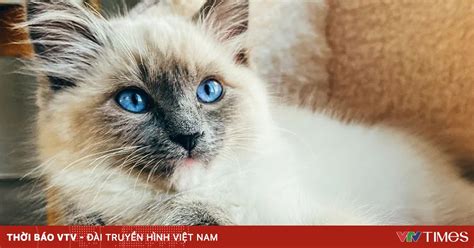 Mèo Nhà Và Mèo Hoang Khác Nhau ở Những điểm Gì
