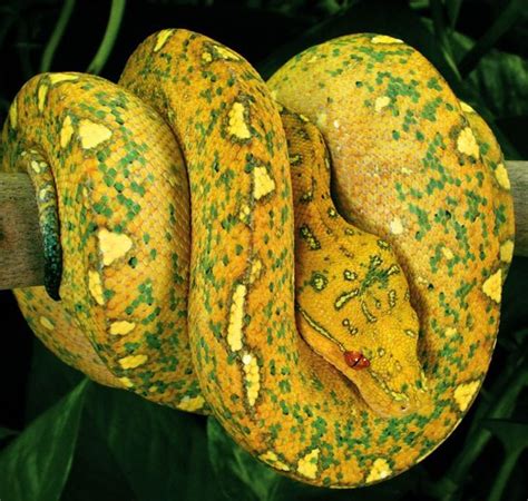 High Yellow Green Tree Python