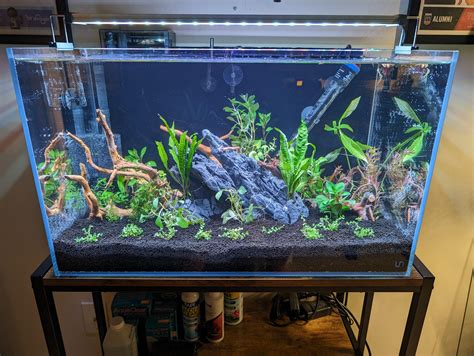 First Ever Tank Planted Today Rplantedtank