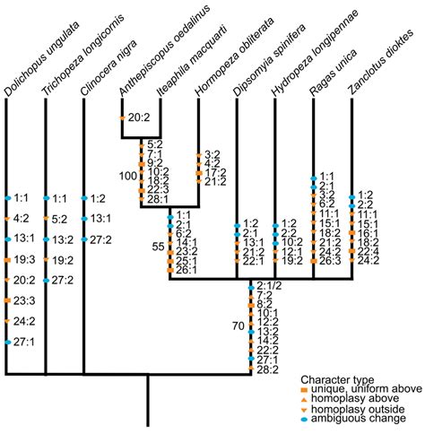 the strict consensus tree from maximum parsimony analysis with