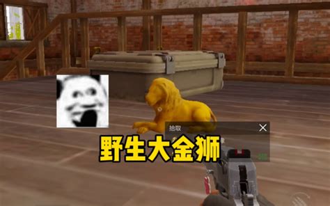 别生气啦，狮子是我的 小鲨鱼 暗区突围 小鲨鱼 暗区突围 哔哩哔哩视频